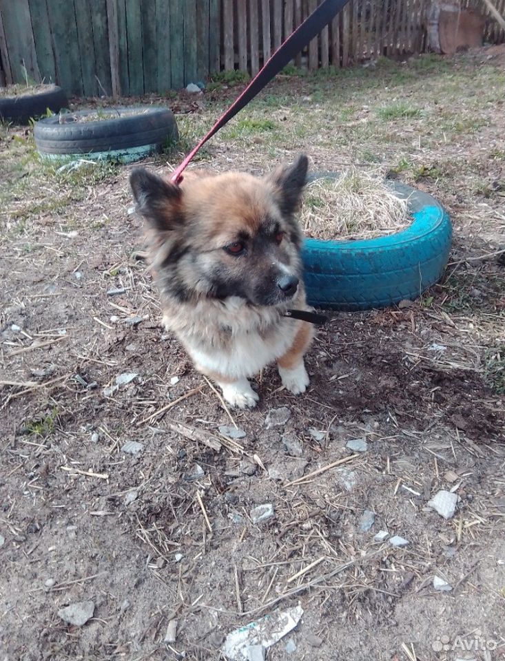 Ищет дом мелкая Собачка Бася