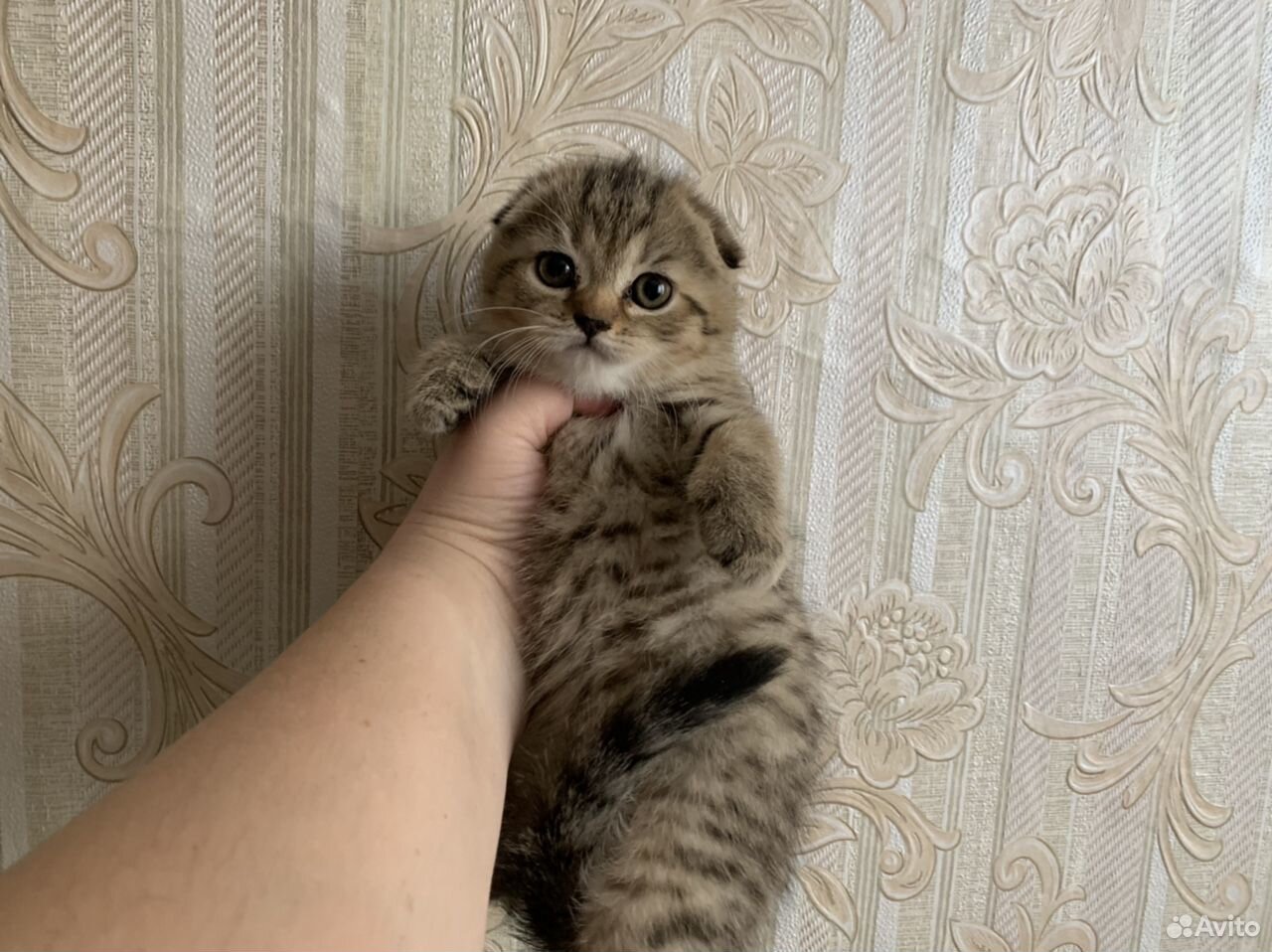 Шотландская