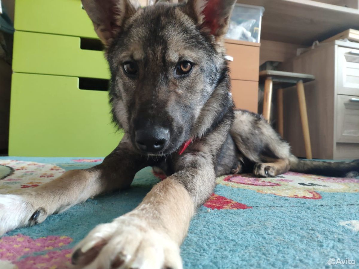 Элли ищет дом собака из ппж г Якутск