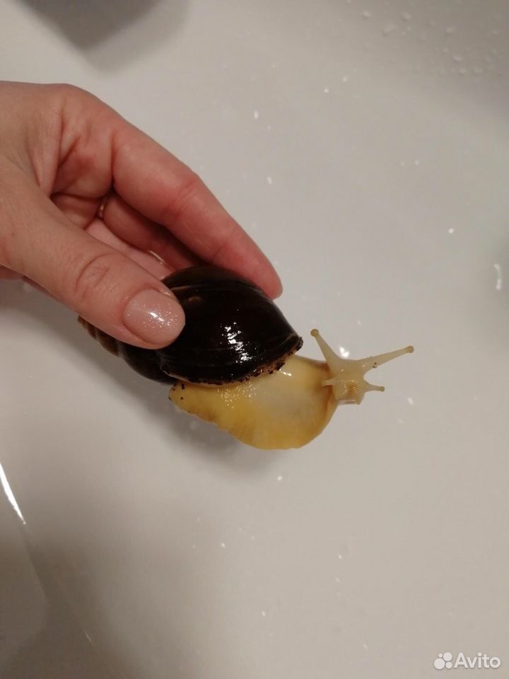 Улитка Ахатина с террариумом