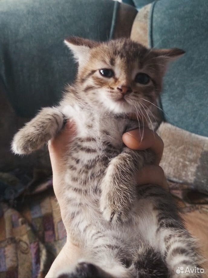 Отдам котёнка в добрые руки