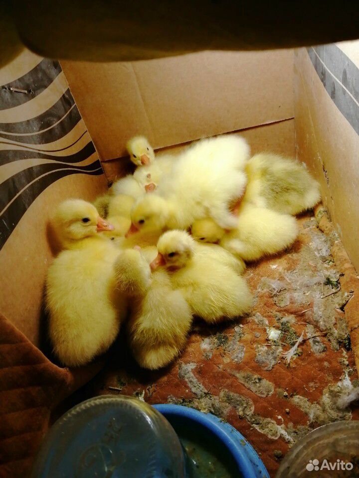 Продам домашних гусят