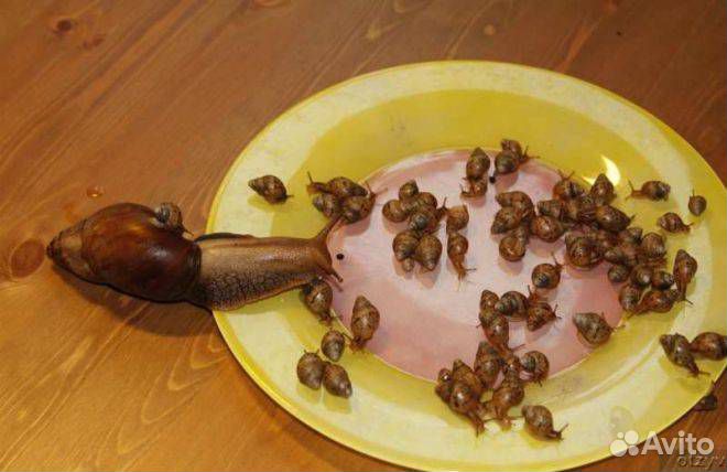 Улитки ахатины
