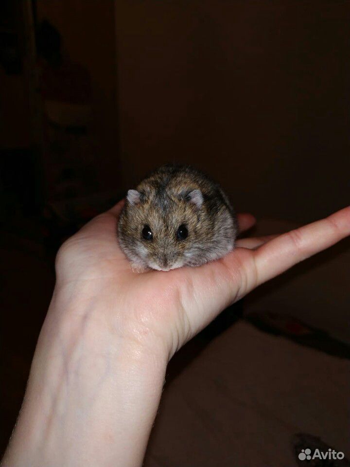 Вязка джунгарского хомяка