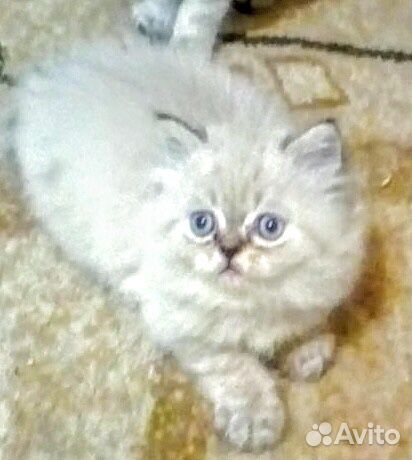 Шотландские колорпоинты