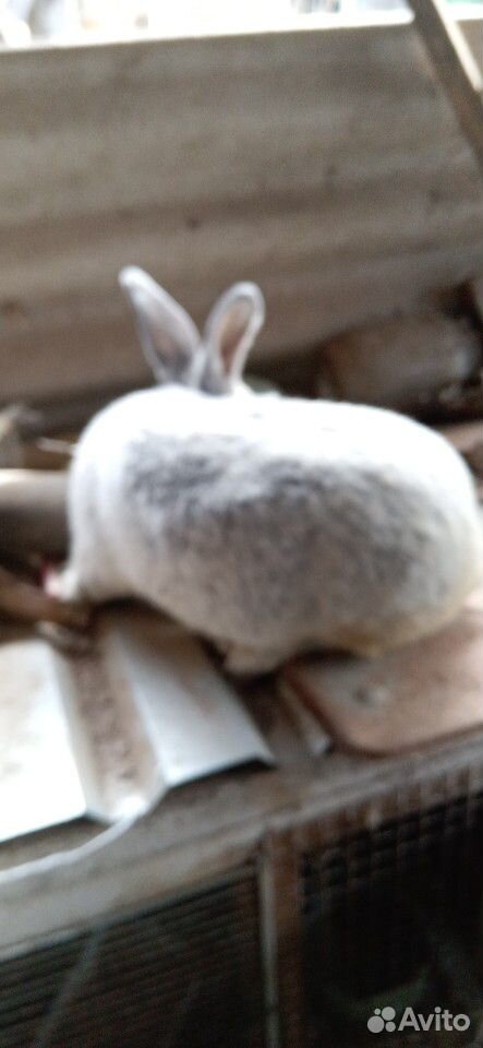 Кролики бсс