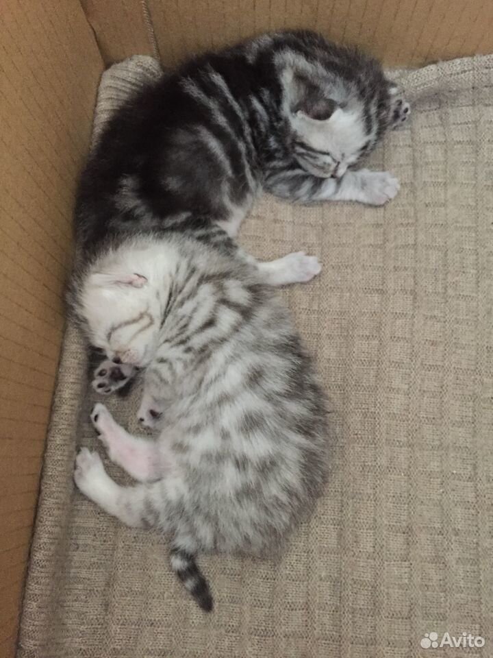 Продаю шотландских котят, два мальчика, родились 2