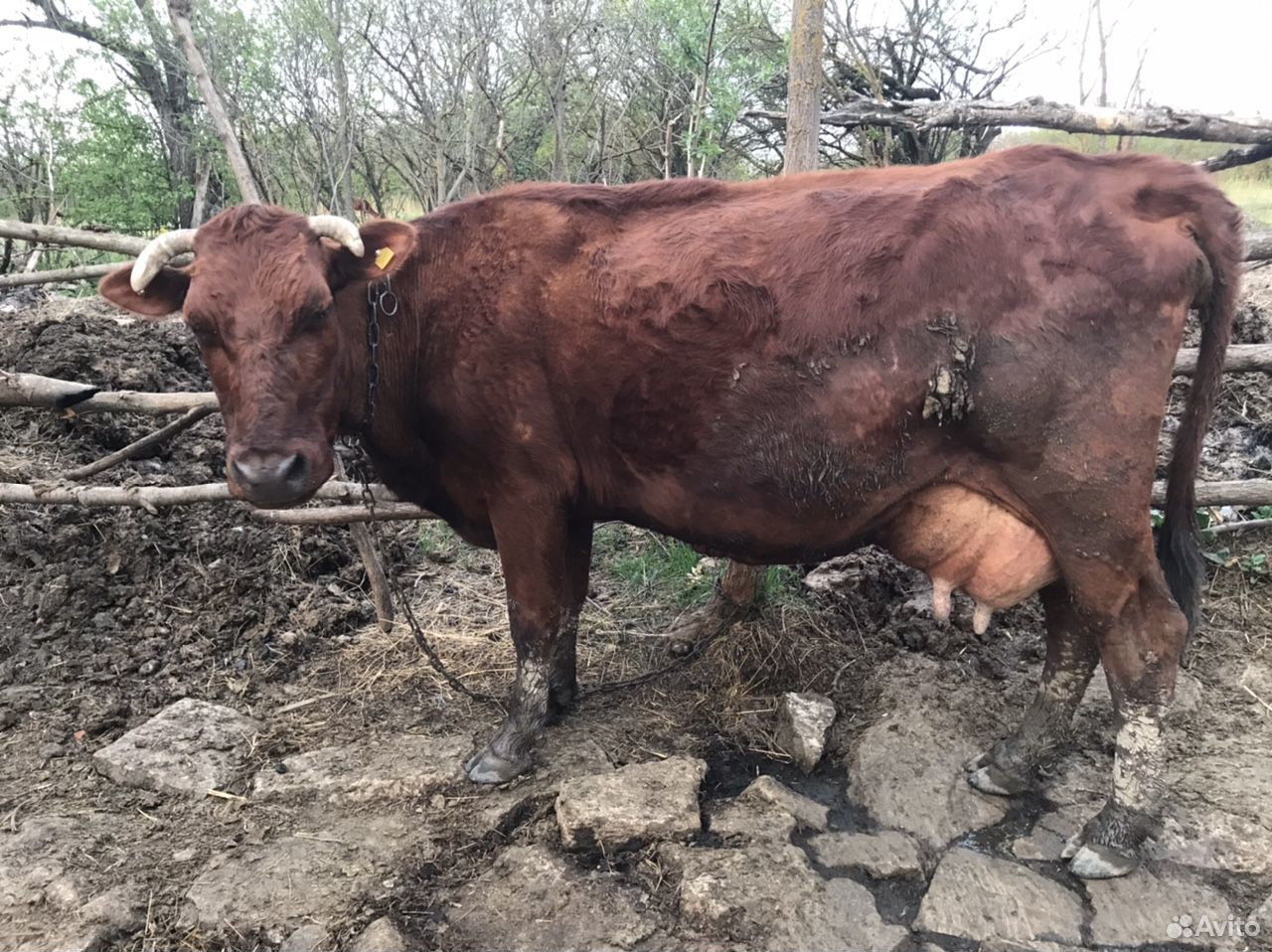 Продаю корову