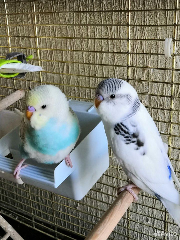 Птенцы волнистых попугаев