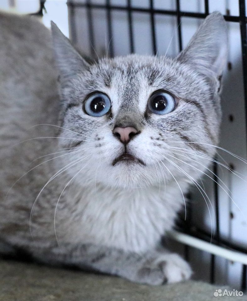 Любимица - тайская девочка ищет дом