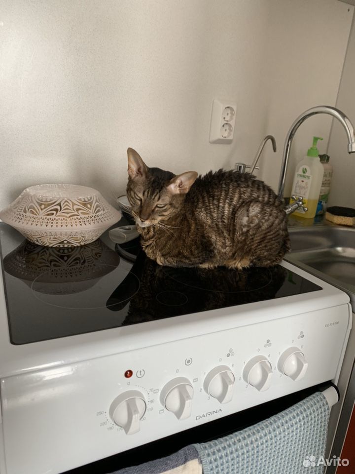 Кошка Корниш Рекс в добрые руки
