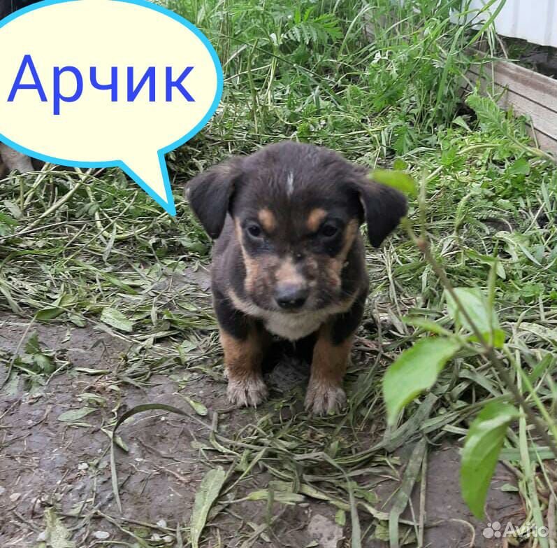 Щенок Арчик. Привезу