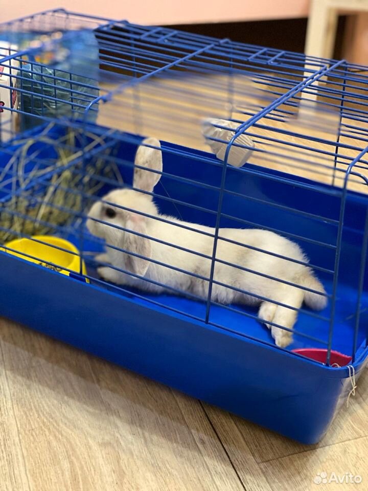 Кролик вислоухий