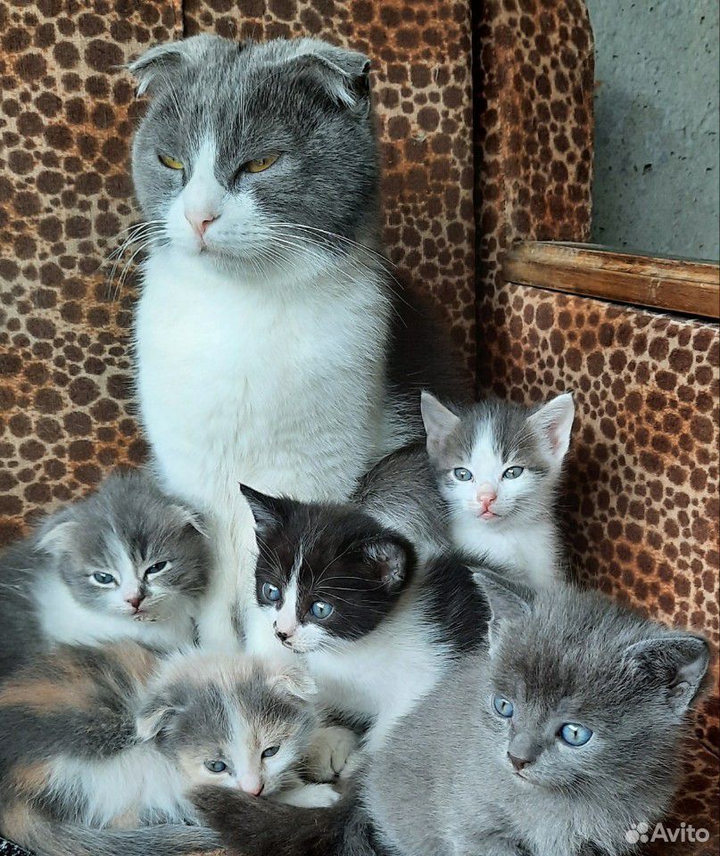 Котейки