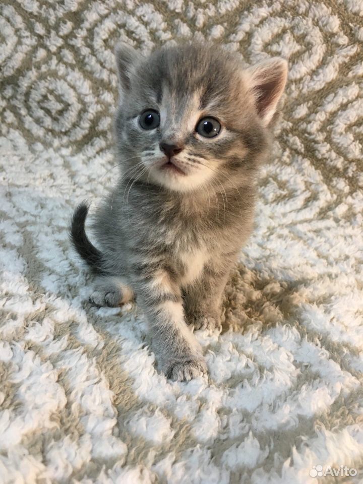 Британчики-метизы