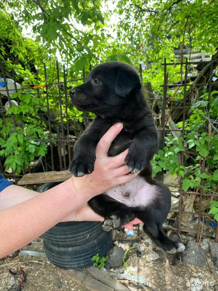 Кто сказал гав