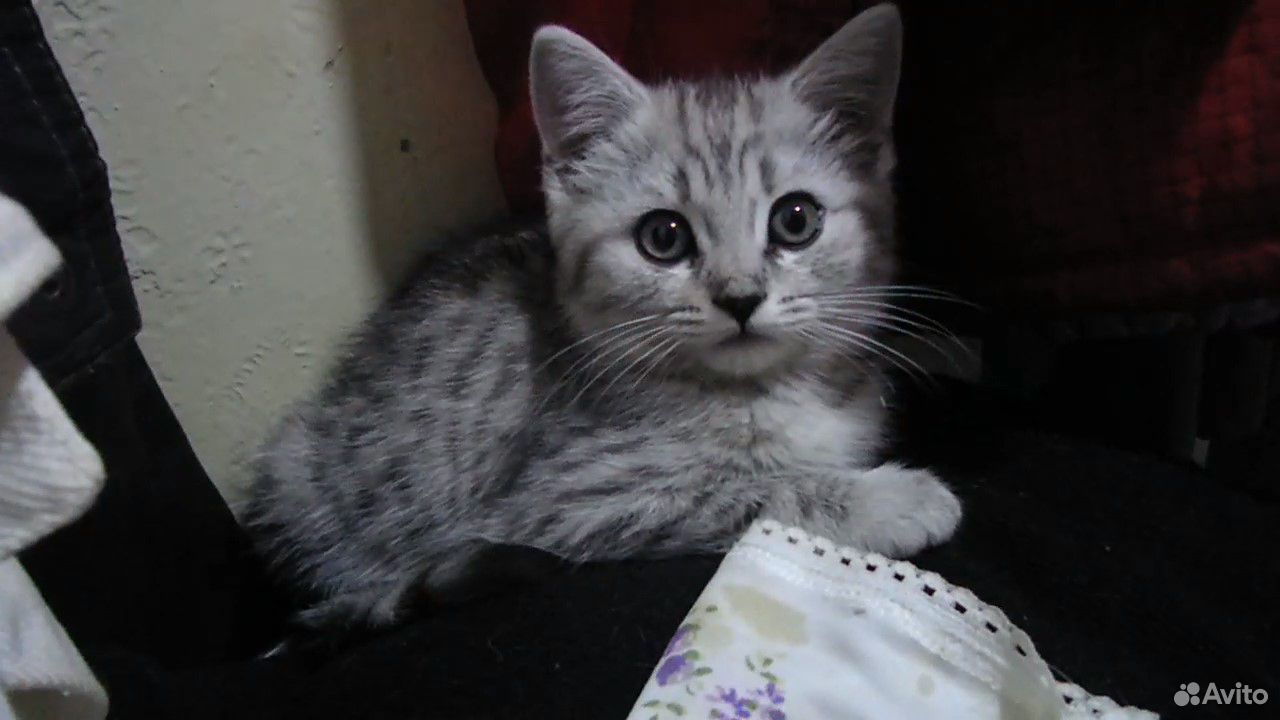 Шотландская прямоухая. Окрас вискас табби. Котенок