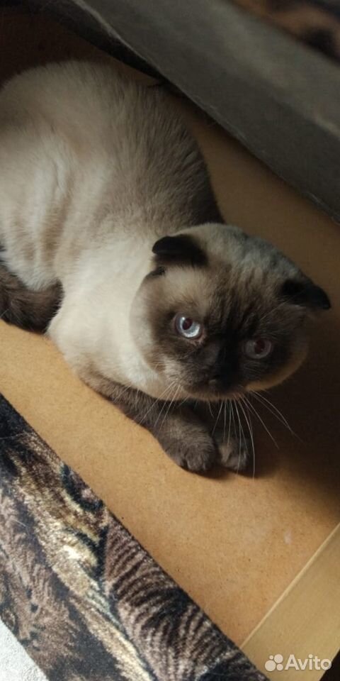 Найдена киса