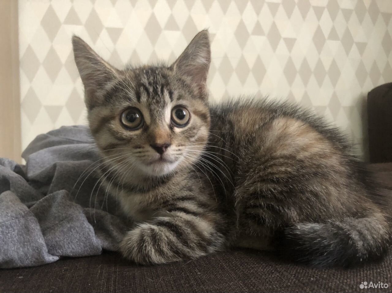 Котёнок и кошка в добрые руки, аллергия у ребёнка