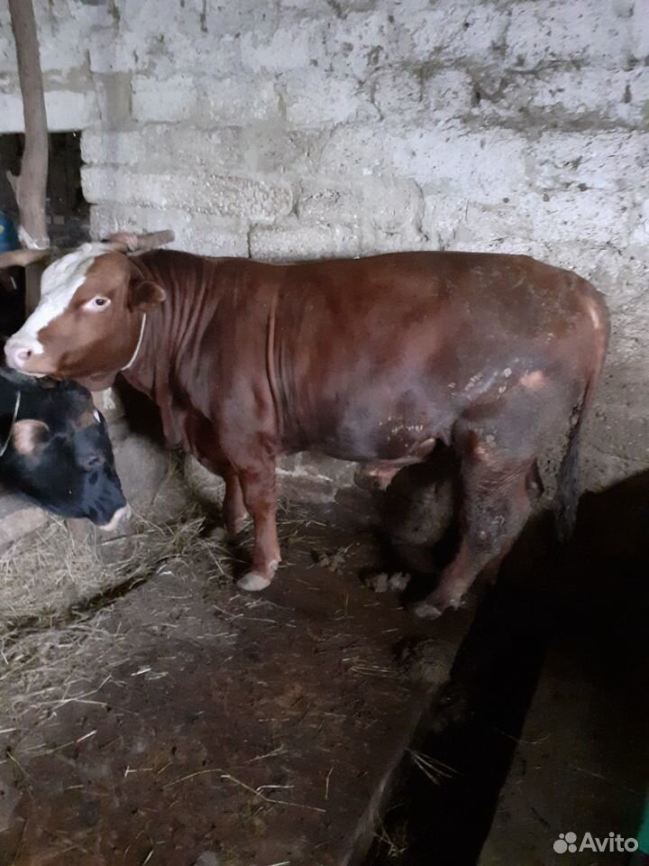 Быки на племя