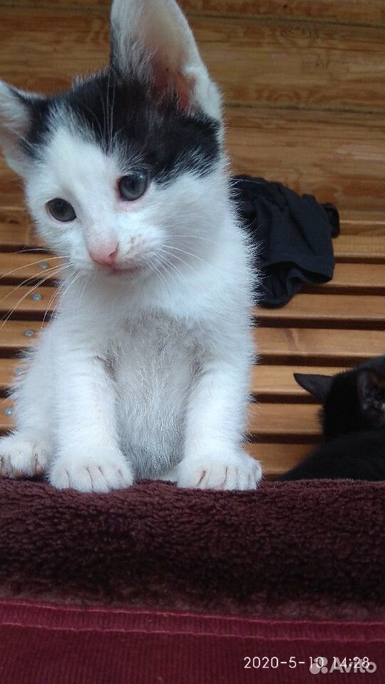 Котенок. Мальчик. Отдам в добрые руки