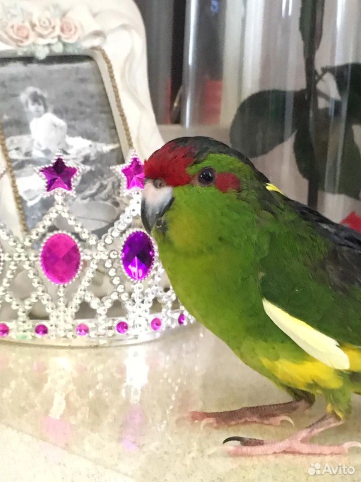 Какарик самец