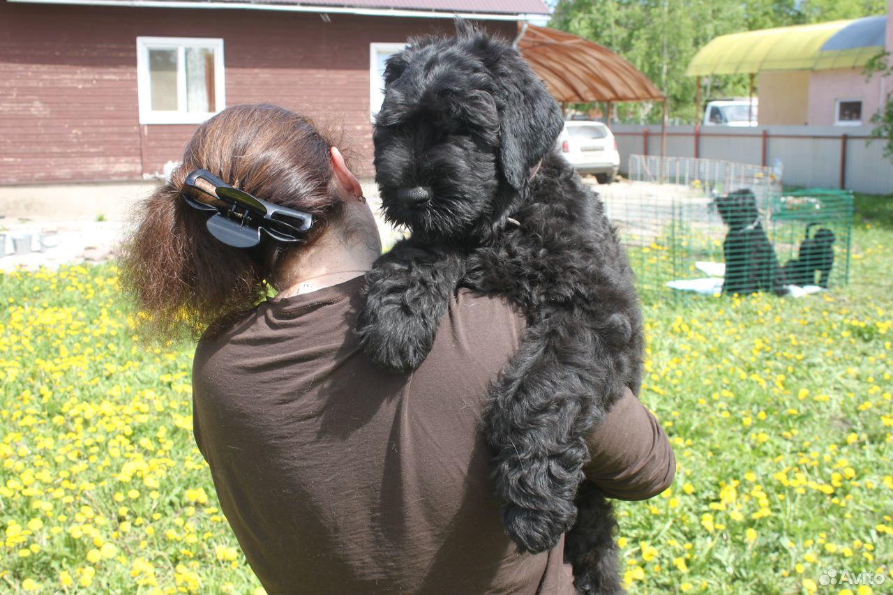 Русский Черный Терьер