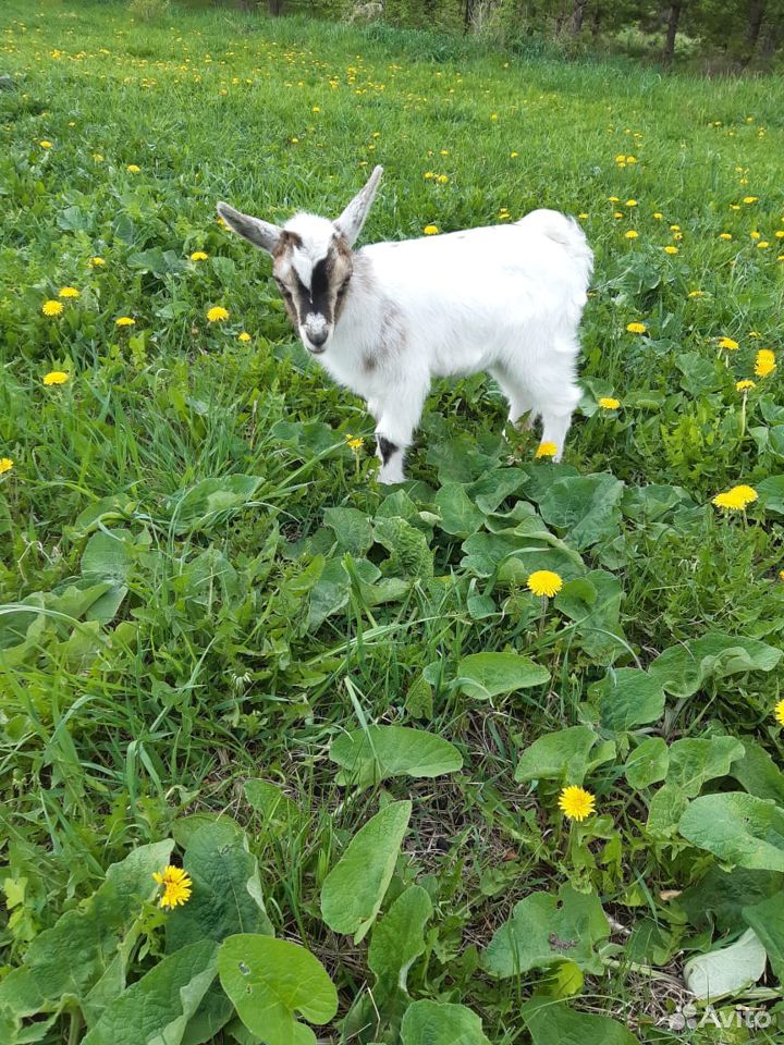 Камерунская козочка