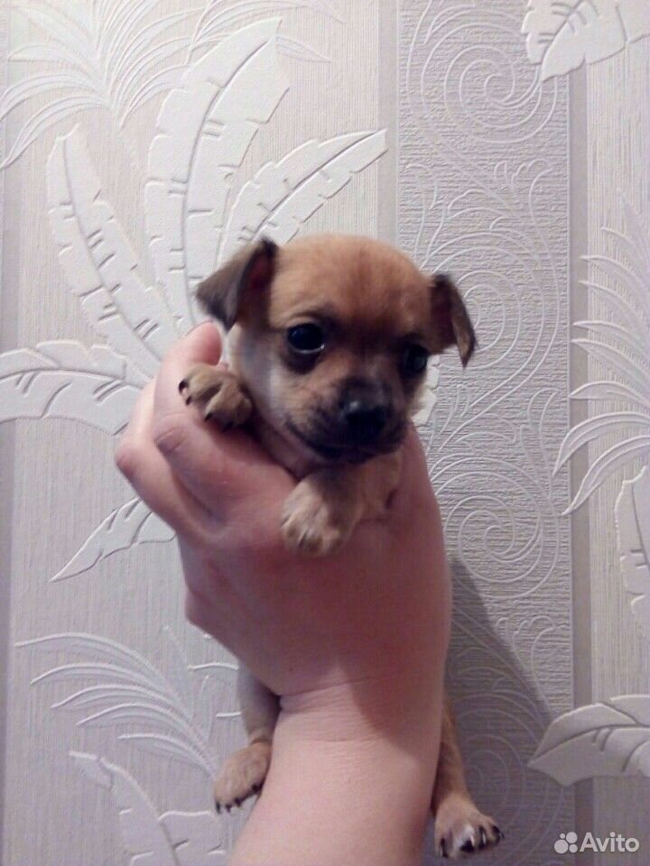 Чихуахуа
