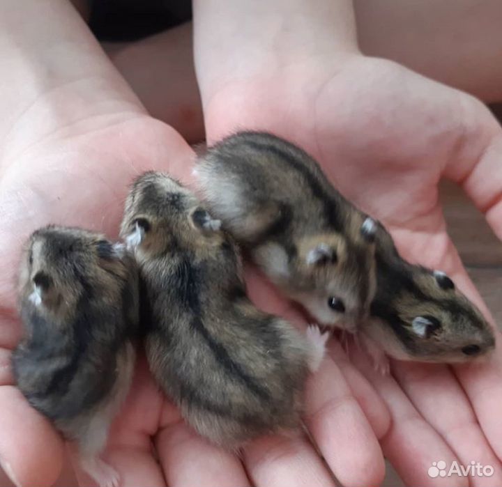 Джунгарики