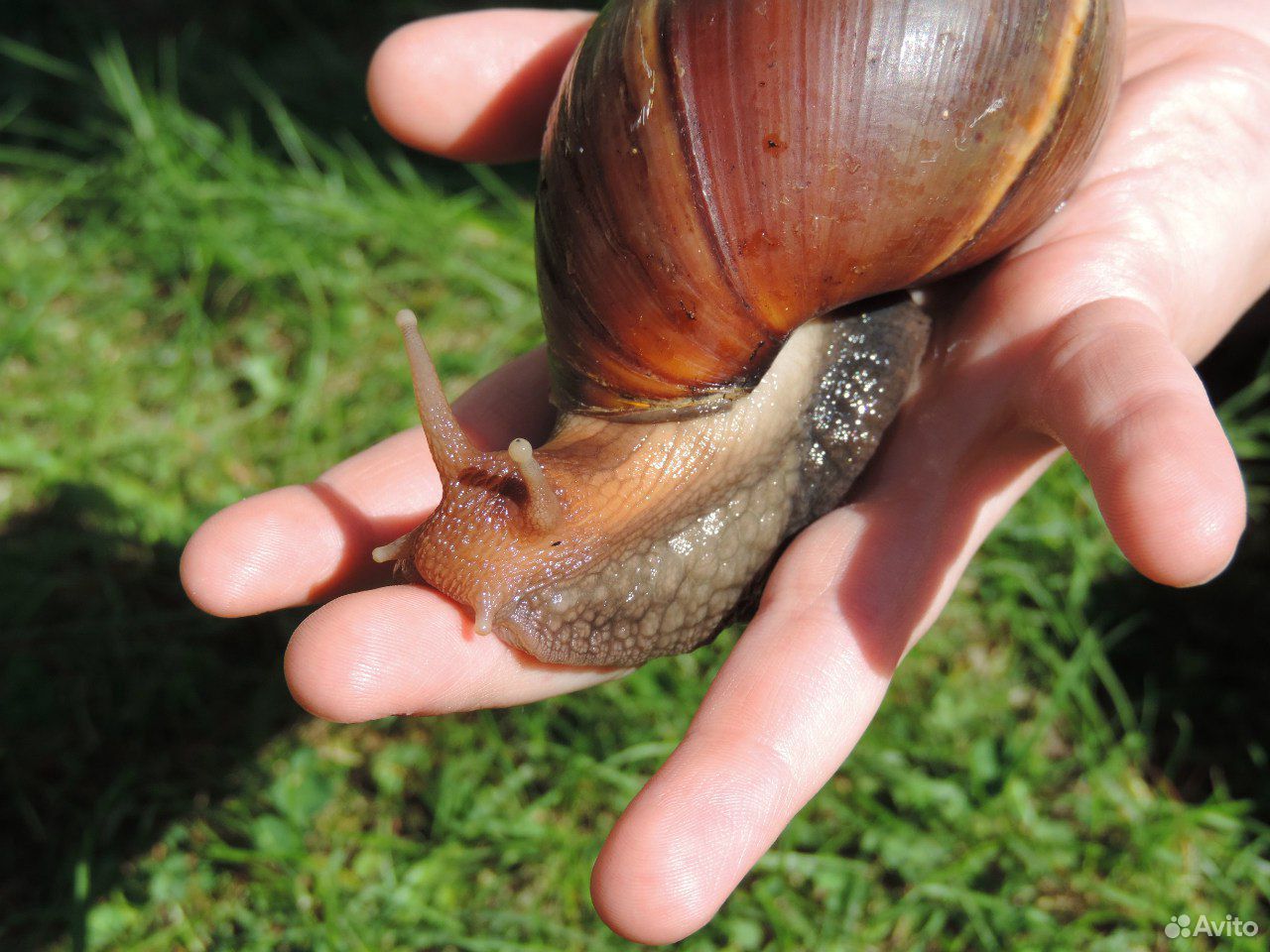 Ахатины в добрые руки