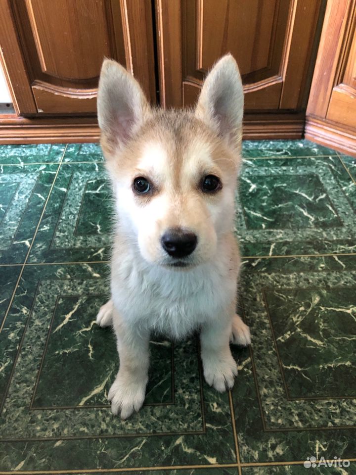 Сибирский хаски помесь с акита ину