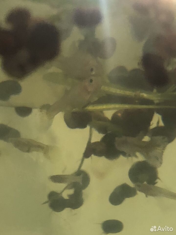 Гуппи и улитки