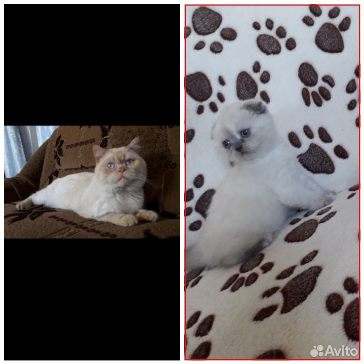 Почти котенок по имени Гав