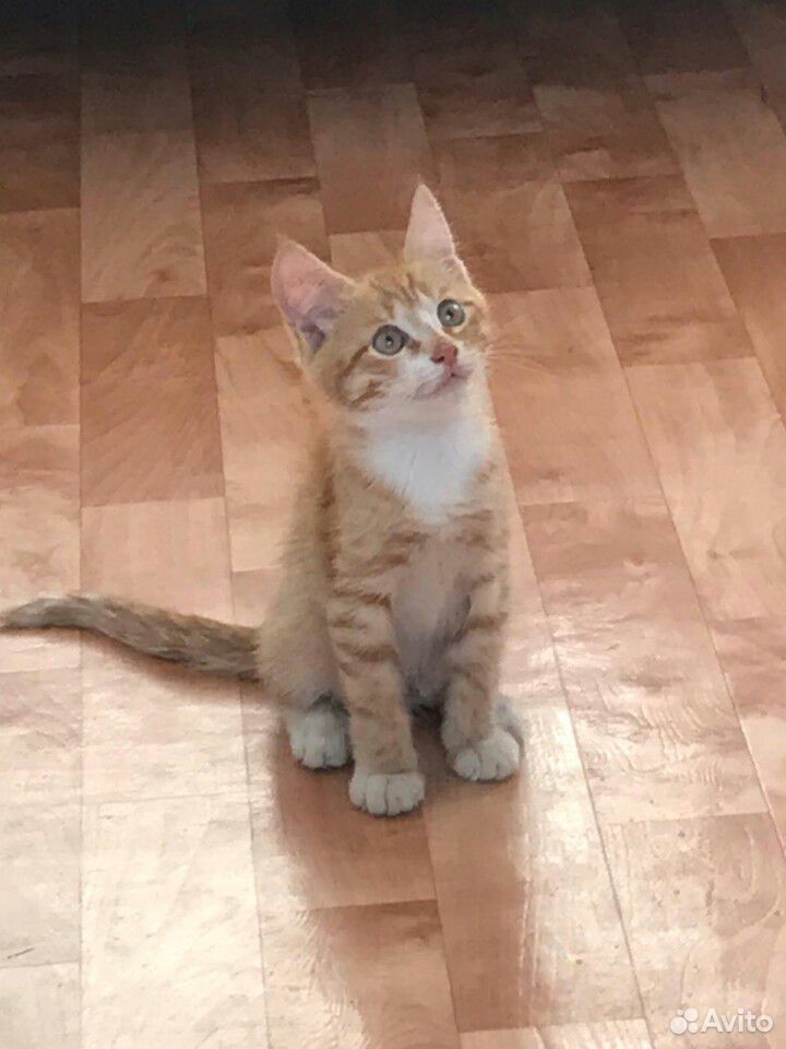 Полосатый Рыжик, 2 месяца