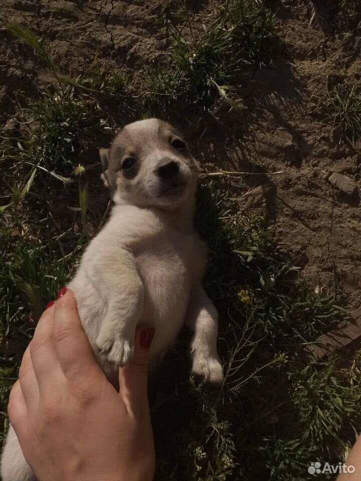 Щенки