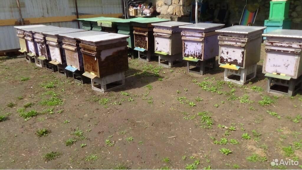 Пчелы. Для начинающих пчеловодов. Карпатка