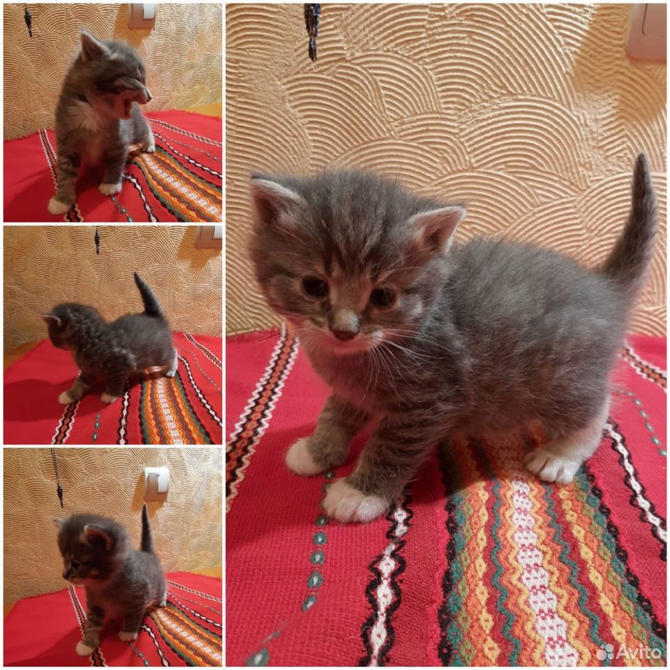 Отдам котят