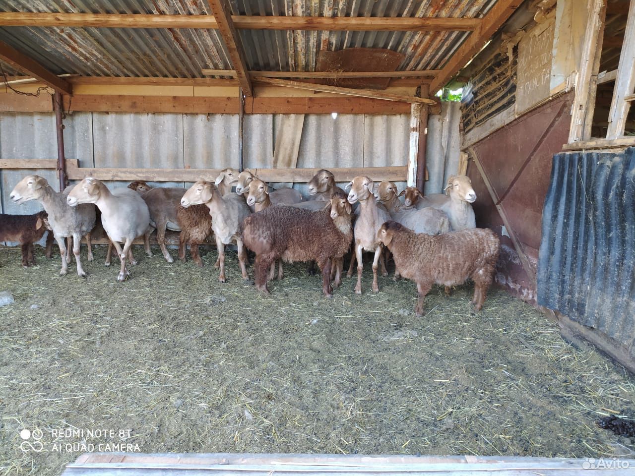 Гиссарские овцы