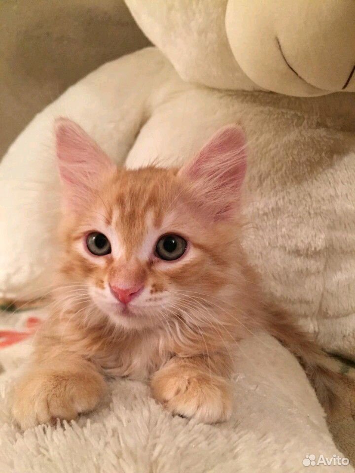 Котята
