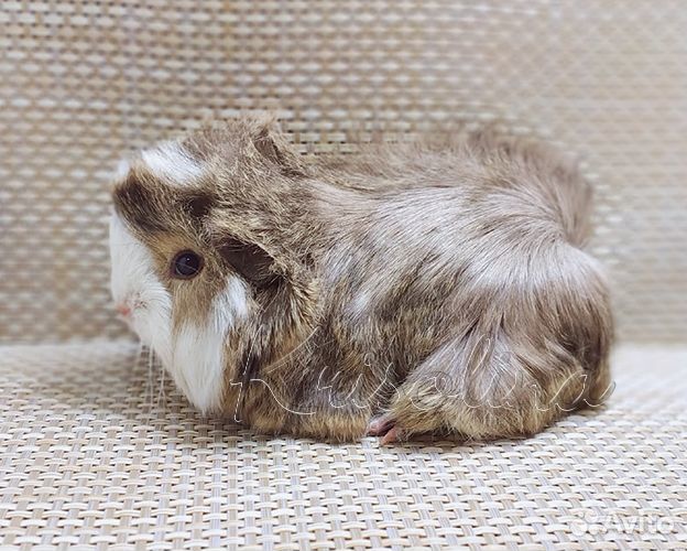 Морская свинка перуанец