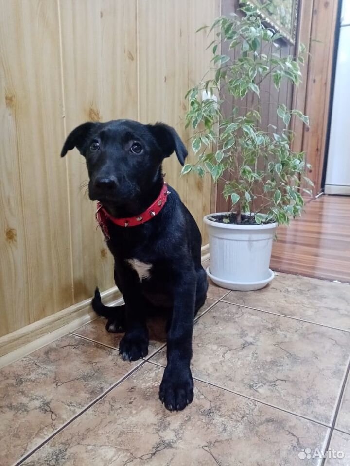Щенок девочка, крупная