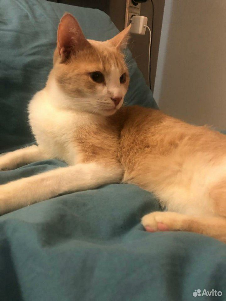 Кот Персик 2 года, очень ласковый