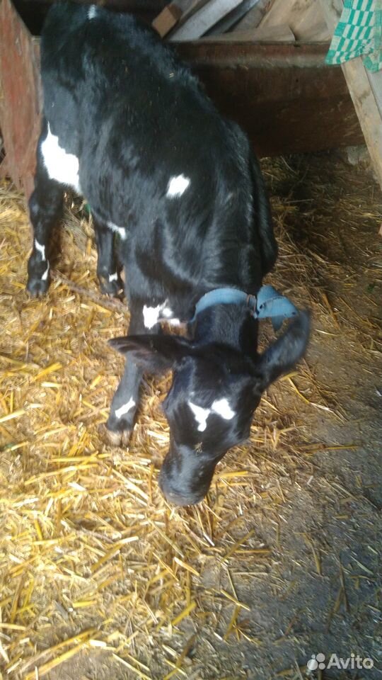 Продам телочку