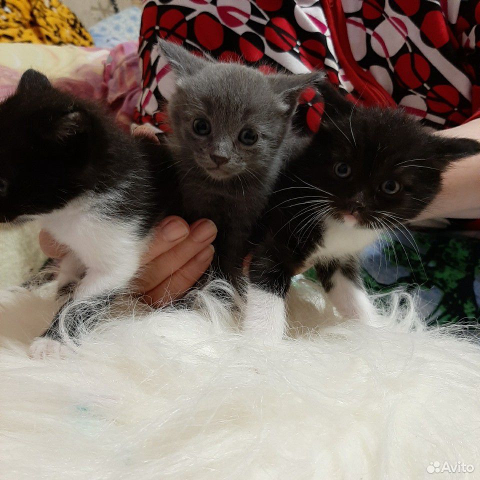 Котята