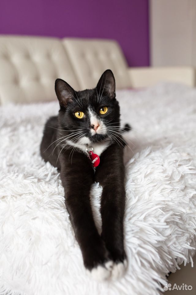 Котик Плутон