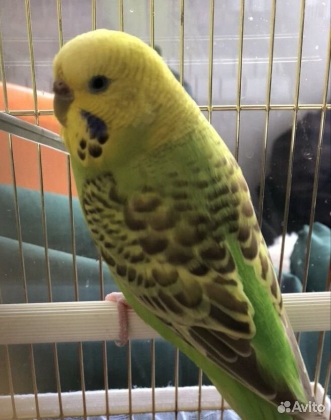 Самка волнистого попугая