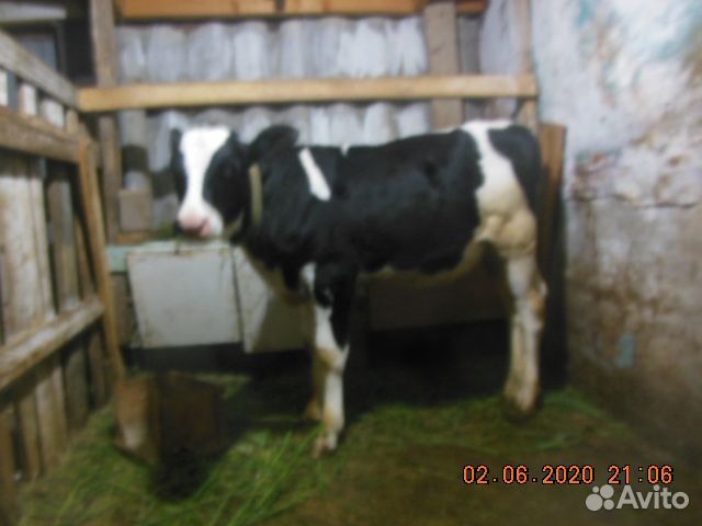 Бычок голштин чёрно-пёстрой породы