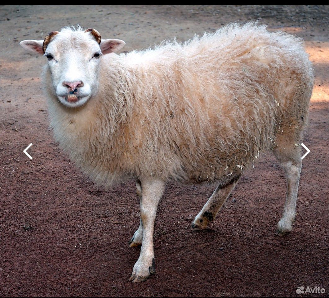 Матки с ягнятами