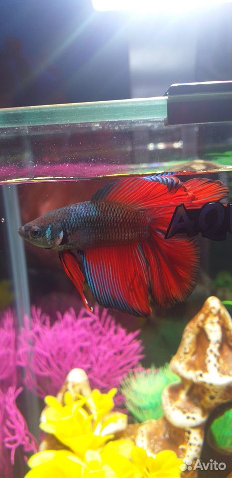 Рыбка Петушок двухвостый огонь